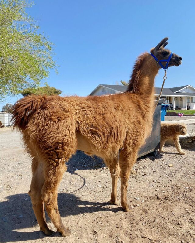 Meet The Llamas – Backcountry Logistics
